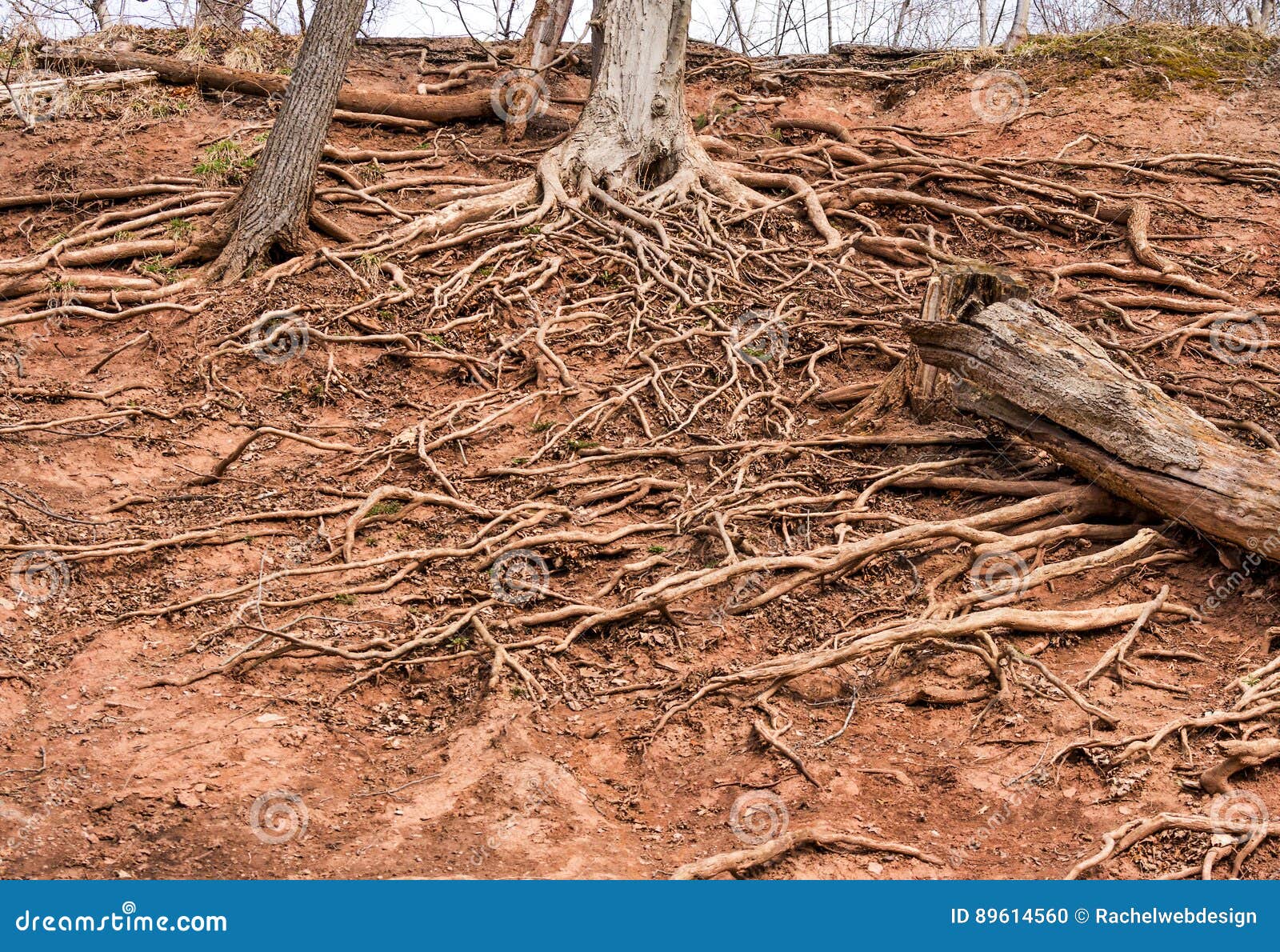 Tree Roots Growing in a Tangle on Top of the Dry Ground, Spreading Out ...