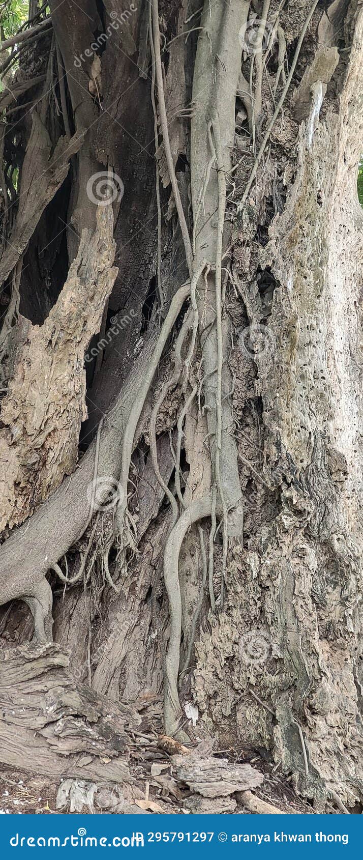 Tree Roots Growing Up beside the Trunk of a Large, Decayed, Light Brown ...