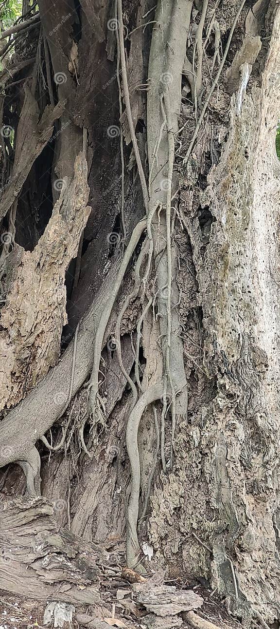 Tree Roots Growing Up beside the Trunk of a Large, Decayed, Light Brown ...