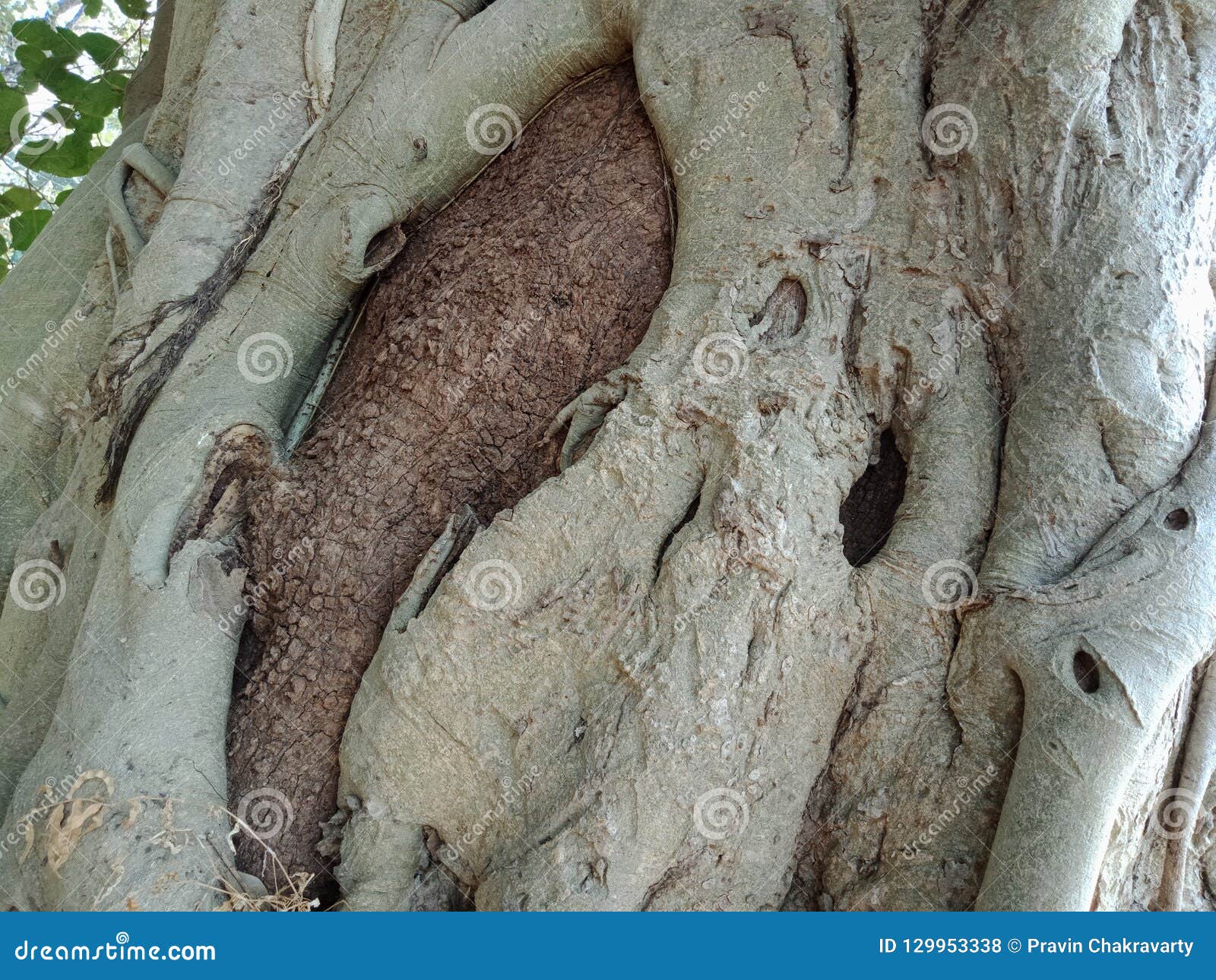 Tree bark texture stock photo. Image of vertical, teak - 129953338