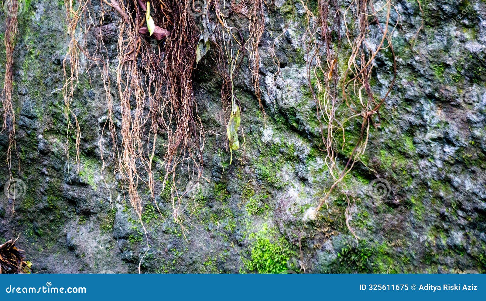 Tree Roots Hang Down To the Ground To Absorb Water Stock Image - Image ...