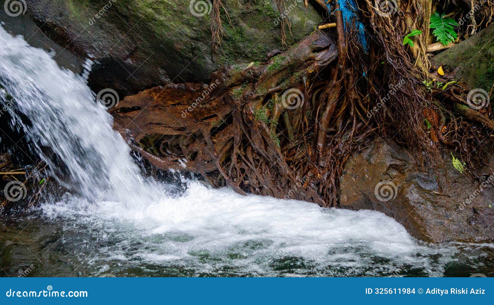 Tree Roots Hang Down To the Ground To Absorb Water Stock Photo - Image ...