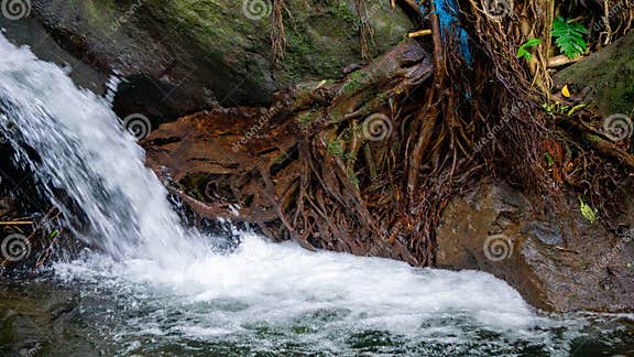 Tree Roots Hang Down To the Ground To Absorb Water Stock Photo - Image ...
