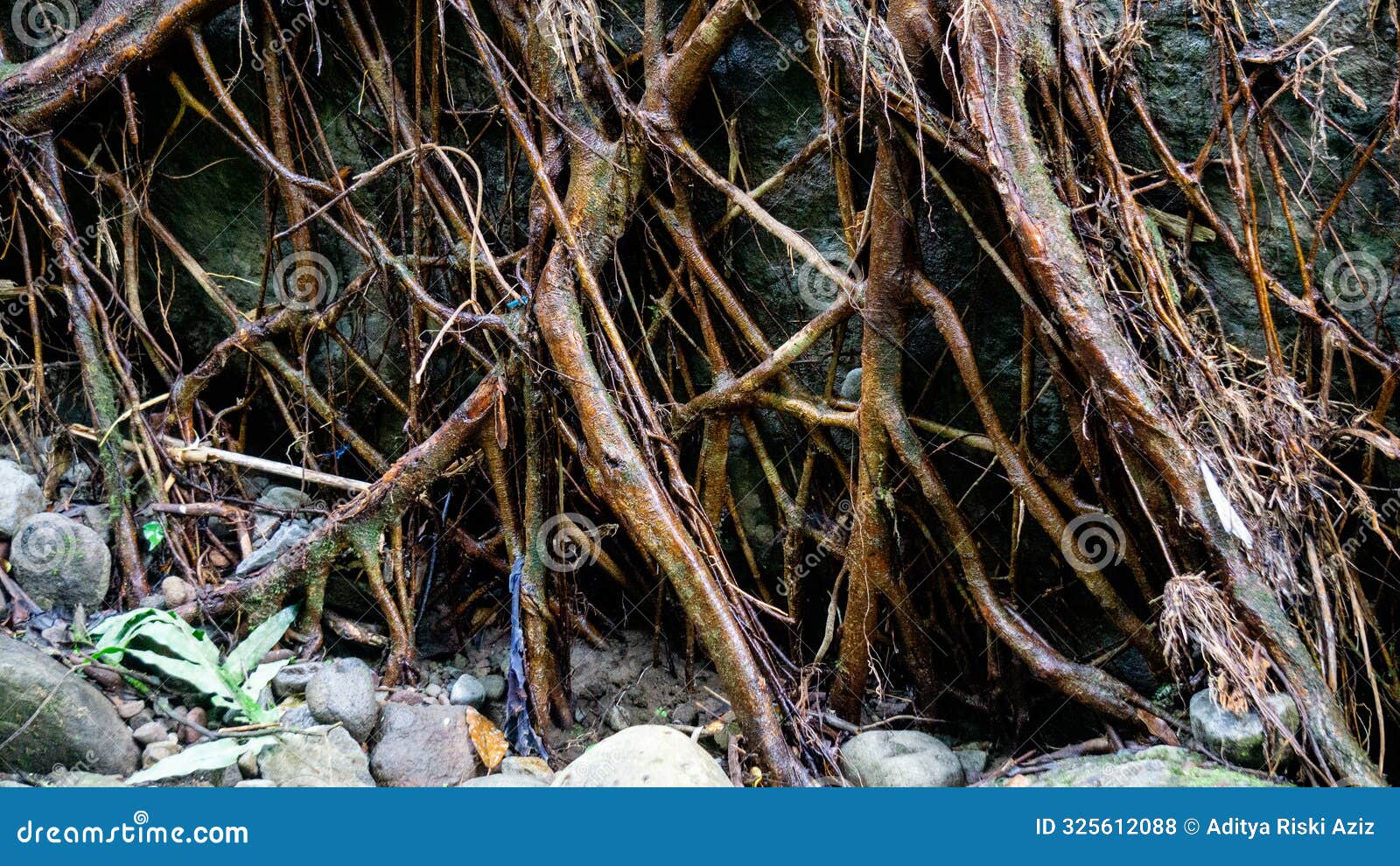 Tree Roots Hang Down To the Ground To Absorb Water Stock Photo - Image ...