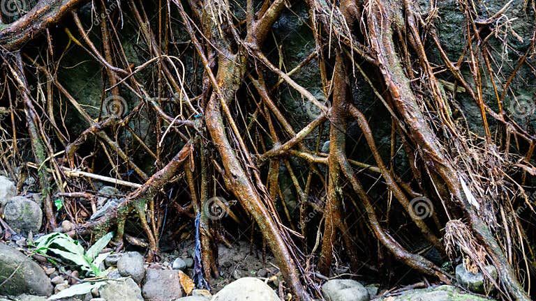 Tree Roots Hang Down To the Ground To Absorb Water Stock Photo - Image ...