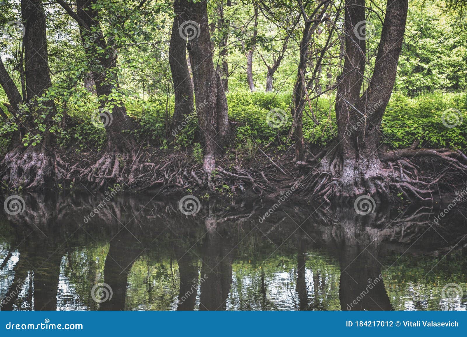 Roots Hanging Down From A Banyan Fig Tree Royalty-Free Stock Photo ...