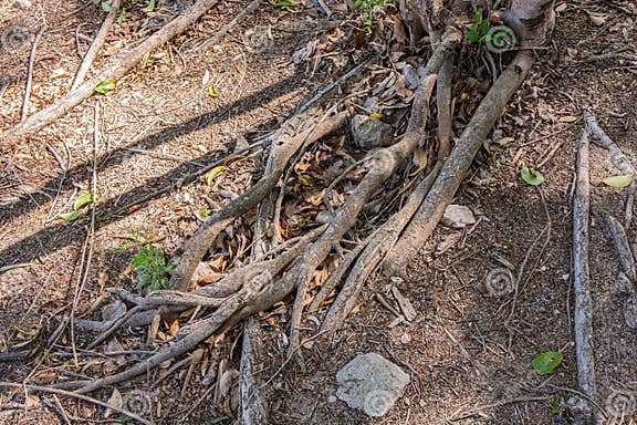 Tree Roots in the Highlands Stock Photo - Image of branch, leaves ...