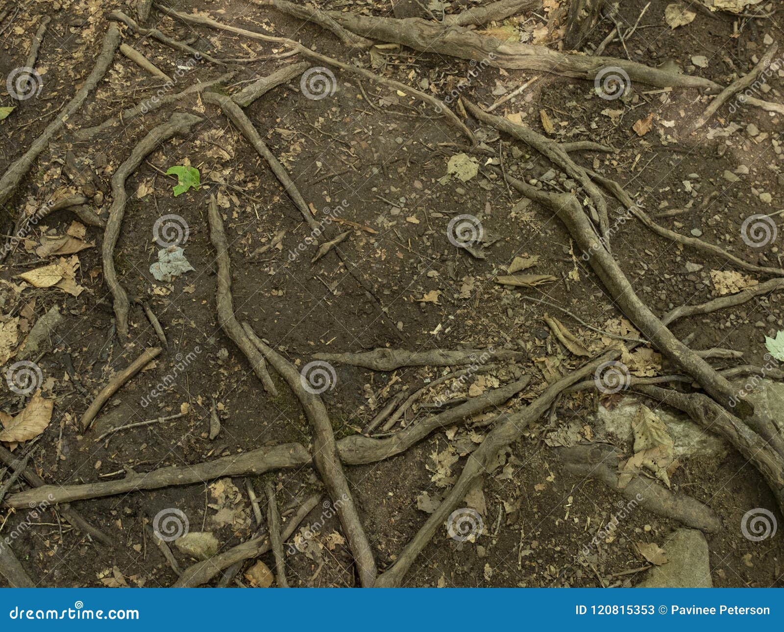 Tree Roots on the Hiking Path Stock Image - Image of forest, trail ...