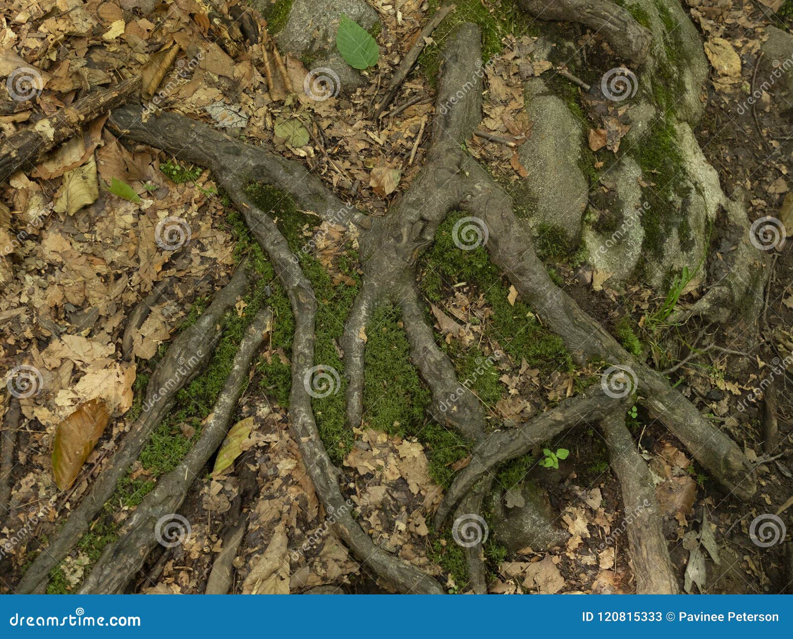 Tree Roots on the Hiking Path Stock Image - Image of wild, hiking ...