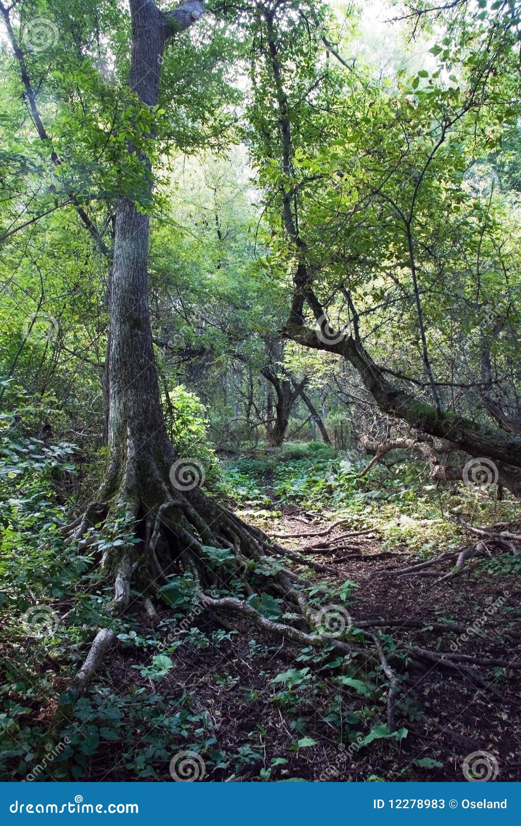 Tree Roots on Hiking Trail stock image. Image of earthy - 12278983