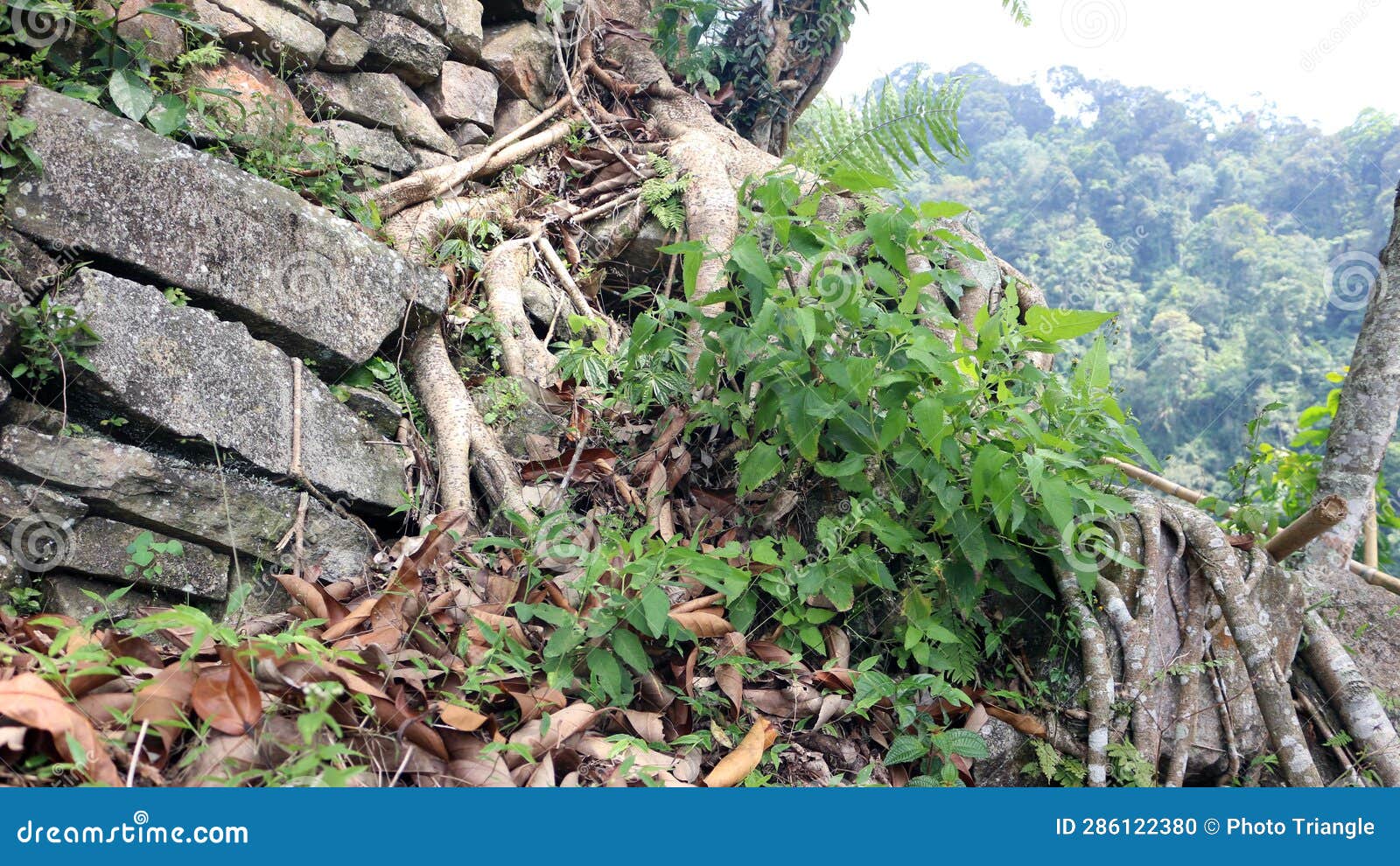 Tree Roots on a Hill with Rocks and Plants Around it Stock Photo ...