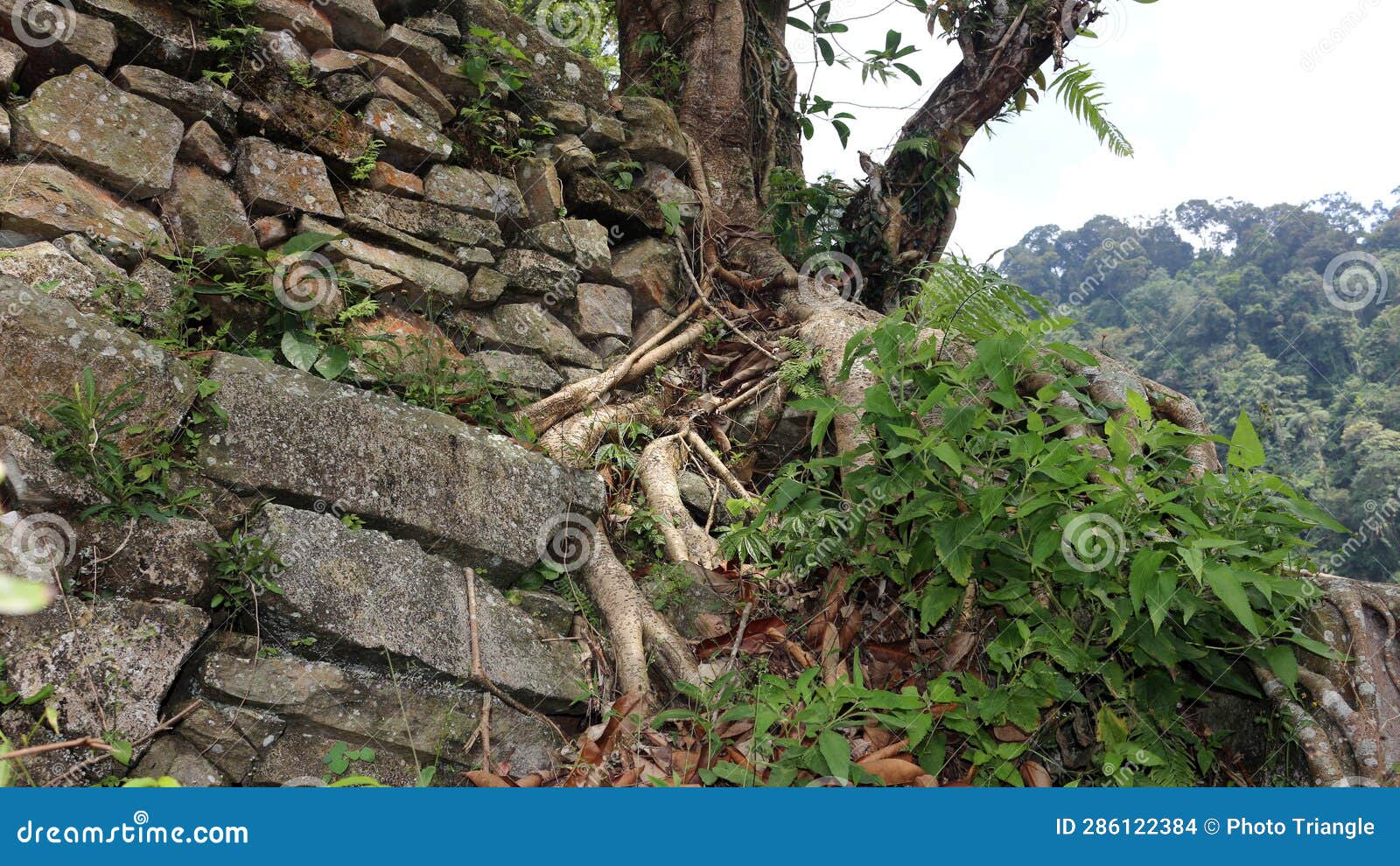 Tree Roots on a Hill with Rocks and Plants Around it Stock Photo ...
