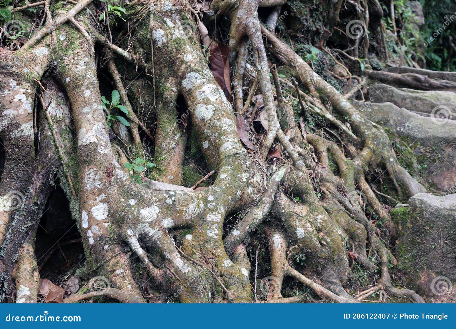 Tree Roots on a Hill with Rocks and Plants Around it Stock Image ...
