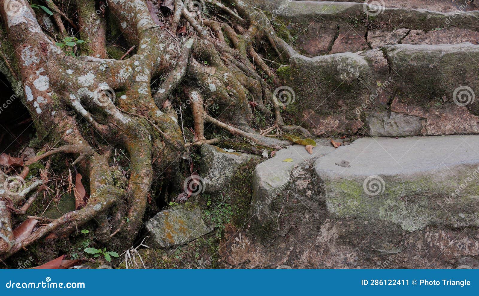 Tree Roots on a Hill with Rocks and Plants Around it Stock Image ...