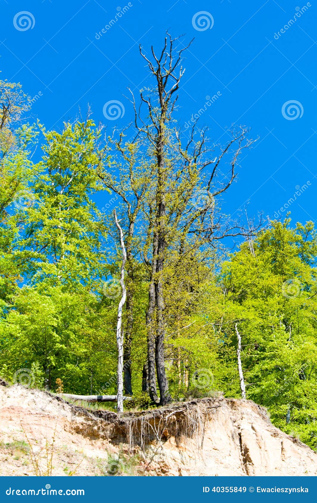 Tree with Roots on the Hill Stock Image - Image of famous, beach: 40355849