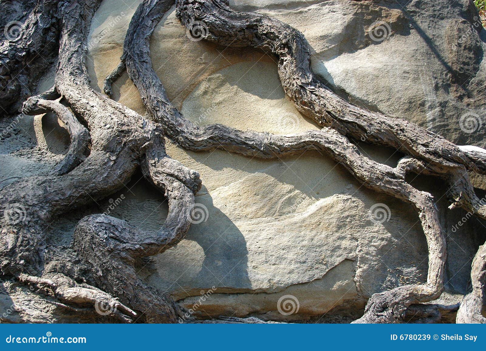 Tree Roots Weathering