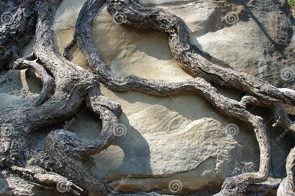 Tree Roots Hugging a Boulder Stock Image - Image of twisting, grasping ...