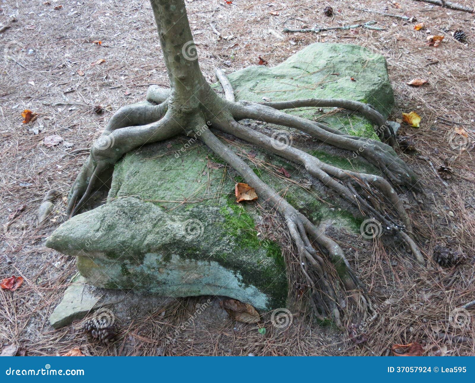 Tree roots hugging rock stock photo. Image of imprisoned - 37057924