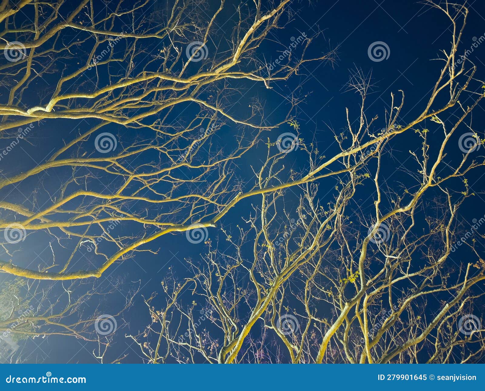 Tree Roots Illuminated by Light in the Night Stock Image - Image of ...