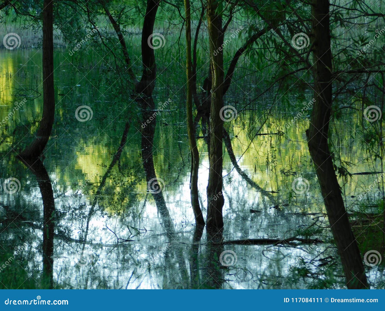 Tree Roots Immersed in a Pond Stock Image - Image of river, lake: 117084111