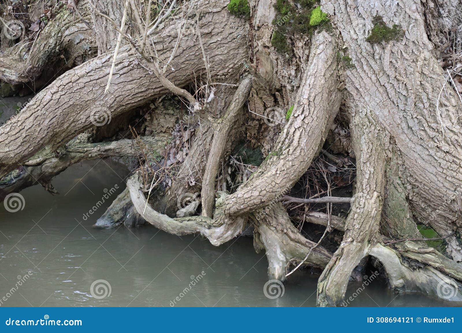 Muscular stock image. Image of aerial, barkless, partly - 308694121
