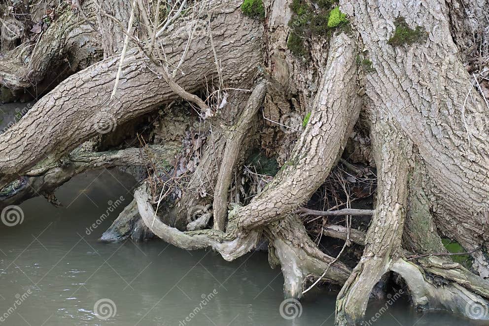 Muscular stock image. Image of aerial, barkless, partly - 308694121