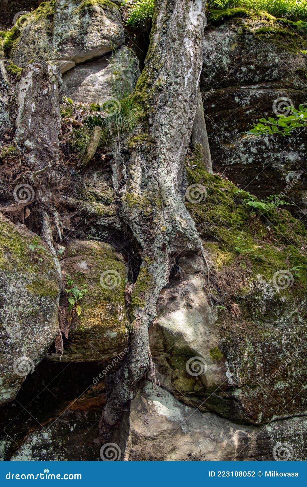 Tree Roots Interspersed between Rocks Stock Photo - Image of natural ...