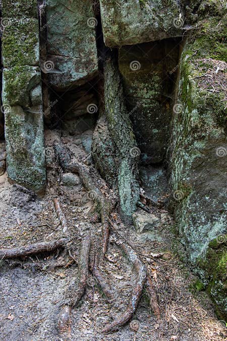 Tree Roots Interspersed between Rocks Stock Photo - Image of root ...