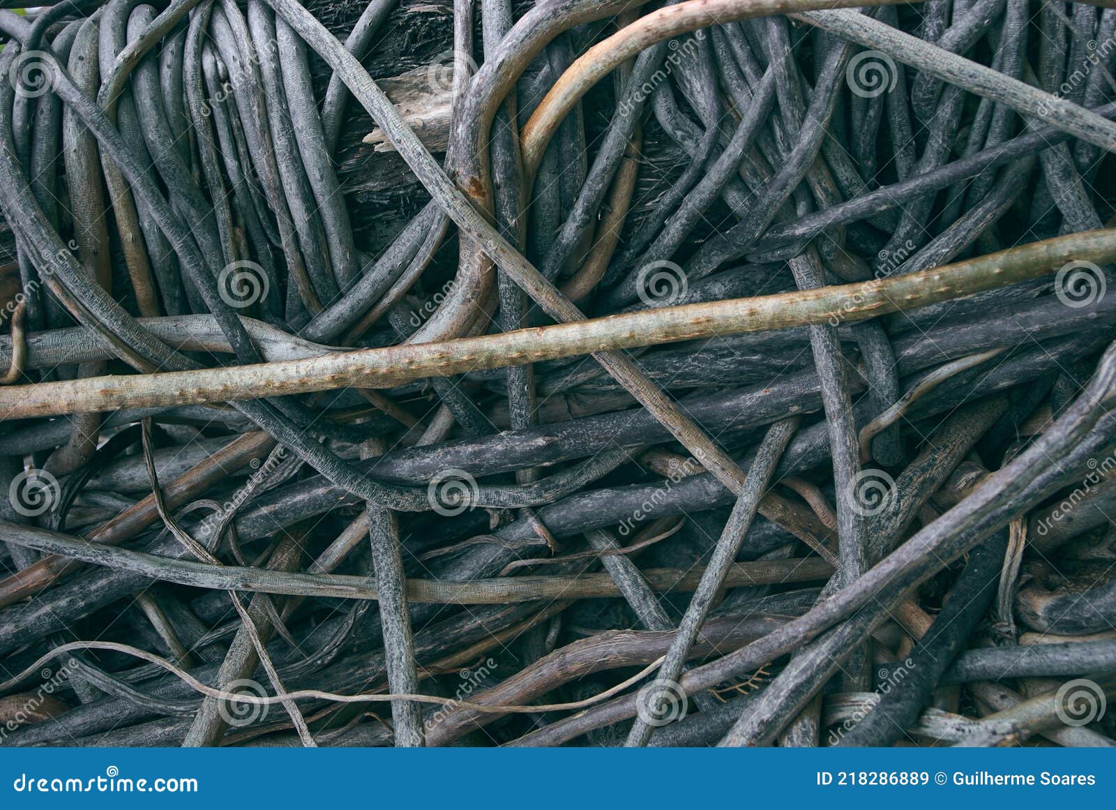 Interconnected Tree Roots Stock Photos - Free & Royalty-Free Stock ...