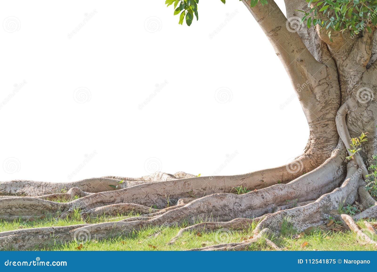 Tree Roots Isolated on White Background. Stock Image - Image of green ...
