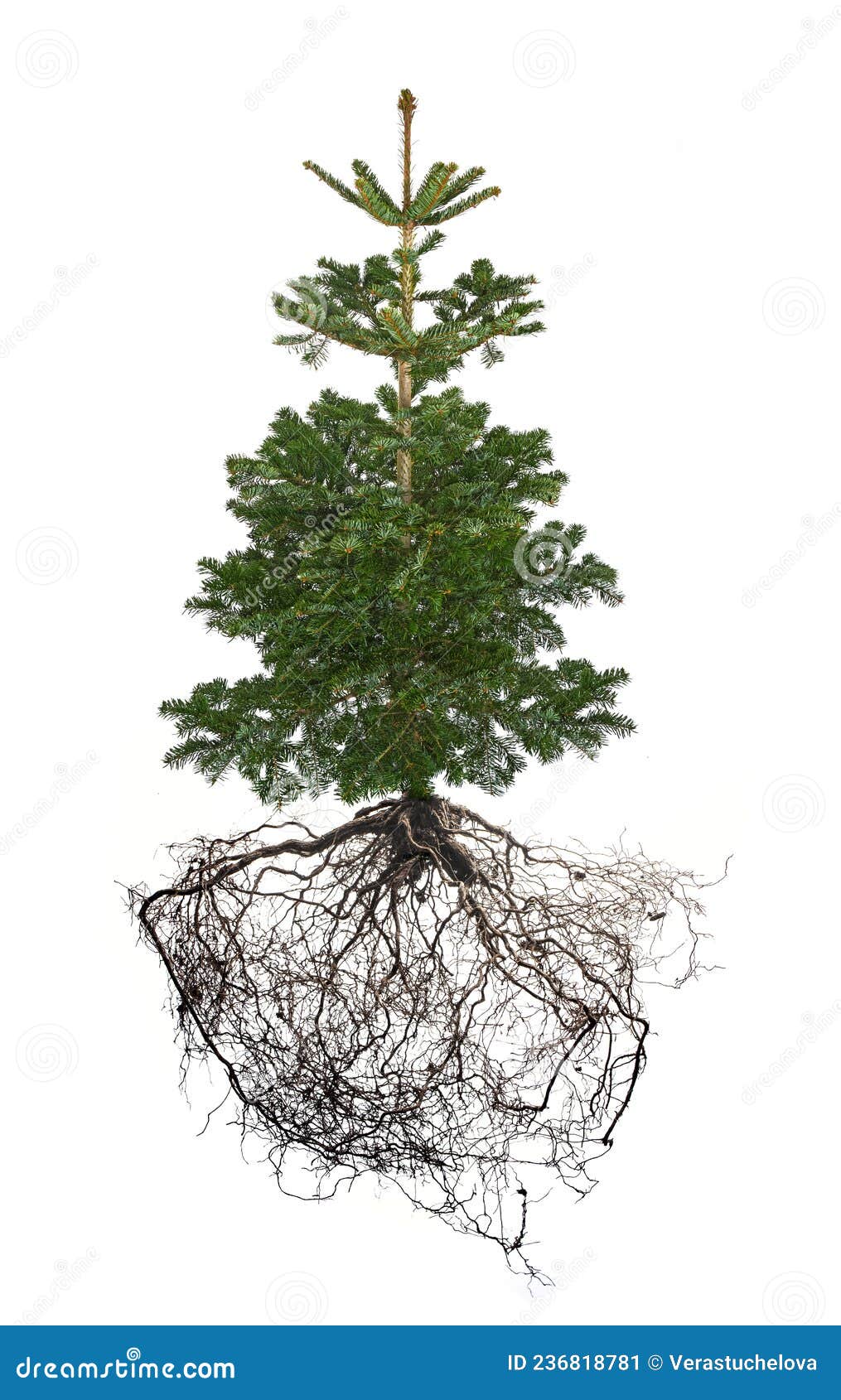 Tree with Roots Isolated on White Stock Image - Image of dead, fallen ...