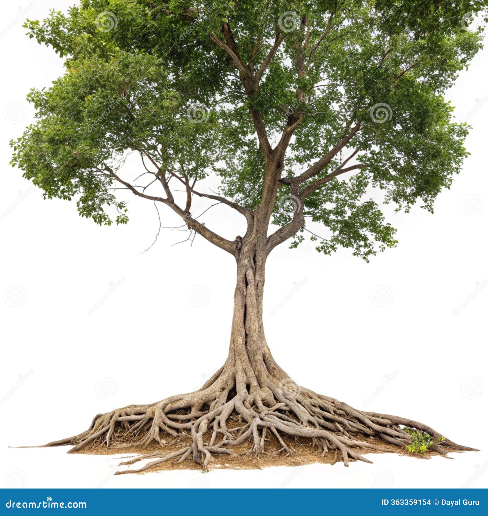 Tree with Roots Isolated on White Background Stock Illustration ...