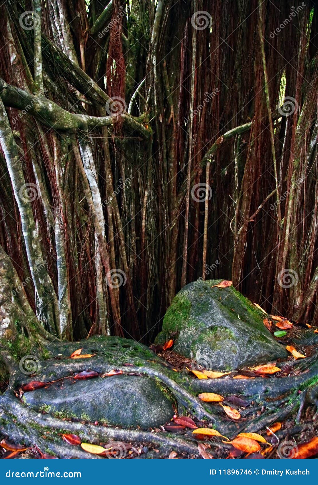 Tree roots in jungle stock photo. Image of background - 11896746