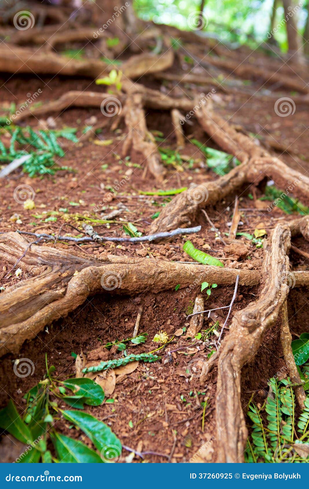 Tree roots stock image. Image of bush, system, mauritius - 37260925