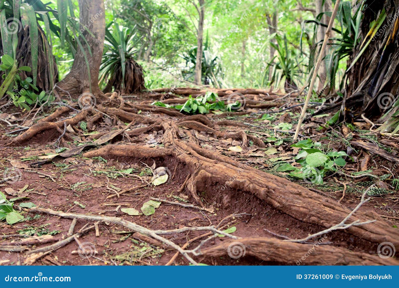 Tree roots stock image. Image of natural, growing, brown - 37261009