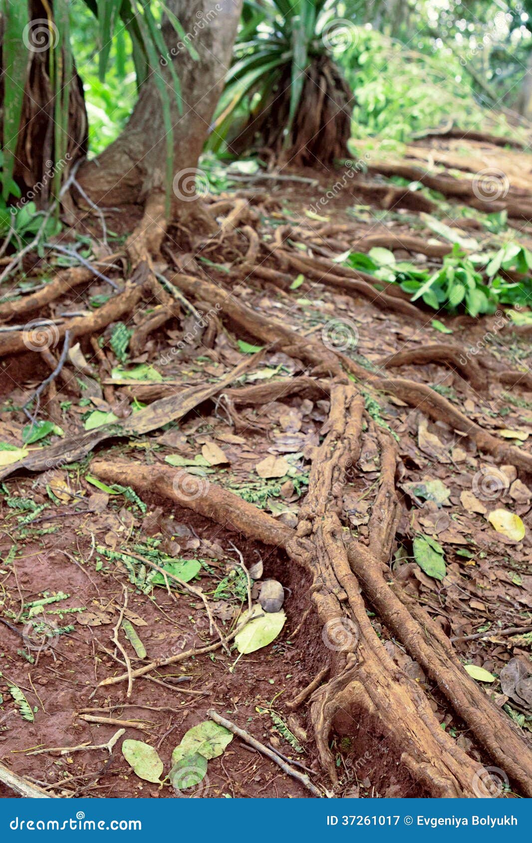 Tree roots stock image. Image of forest, growing, growth - 37261017