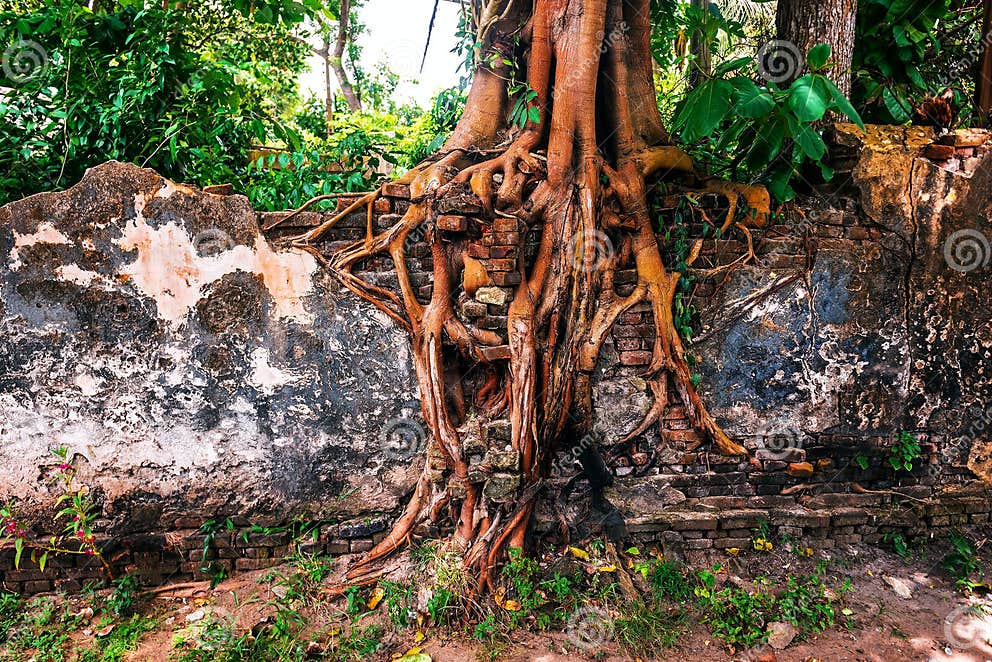 Tree roots in the jungle stock photo. Image of temple - 141649502