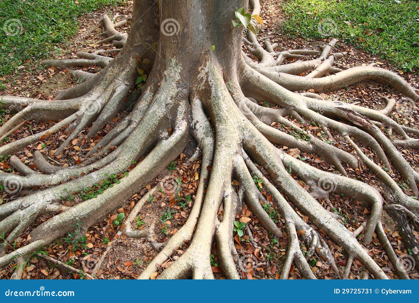 Tree Roots stock image. Image of soil, growth, branch - 29725731