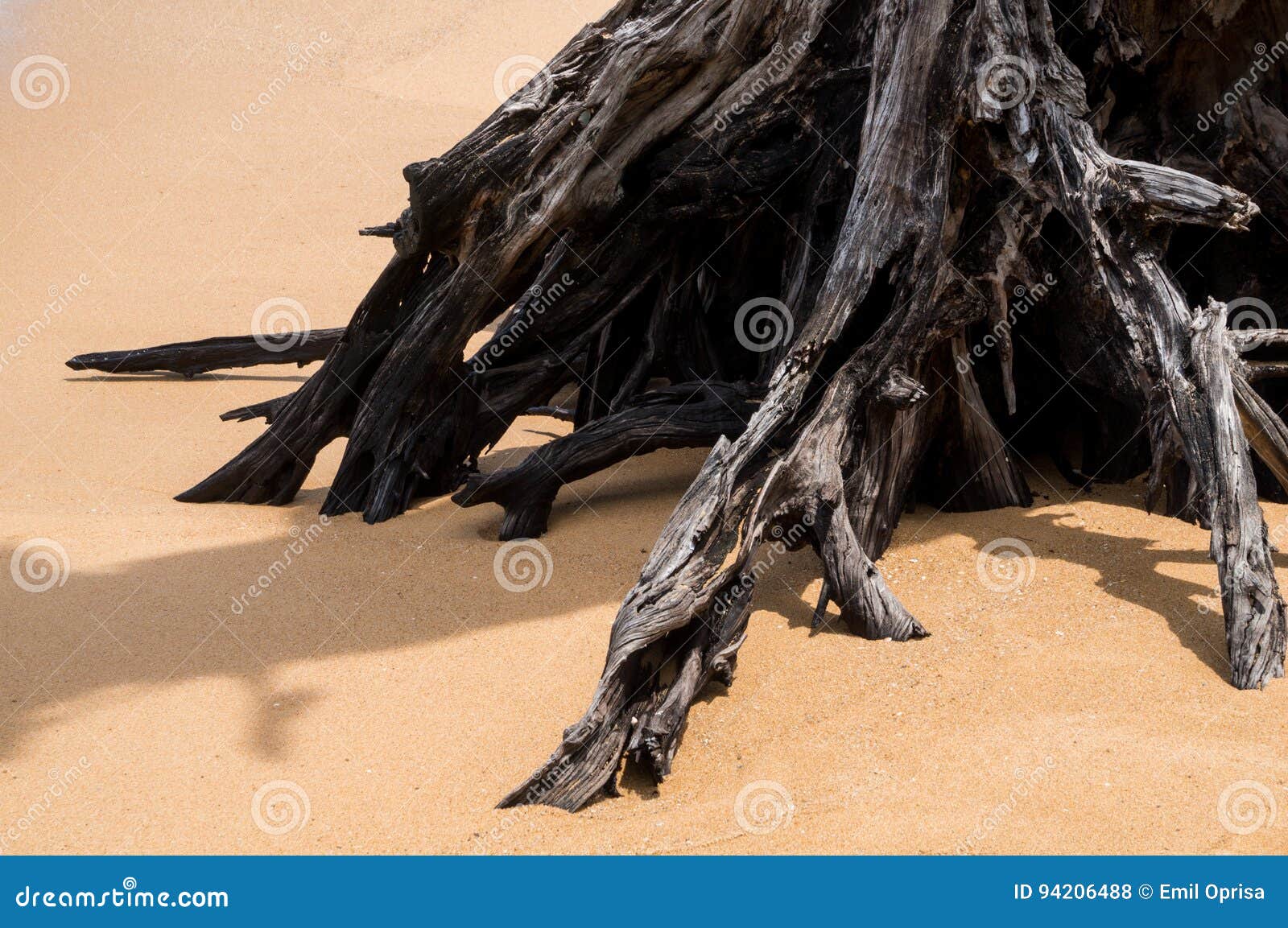 Tree roots on the beach stock photo. Image of root, dark - 94206488