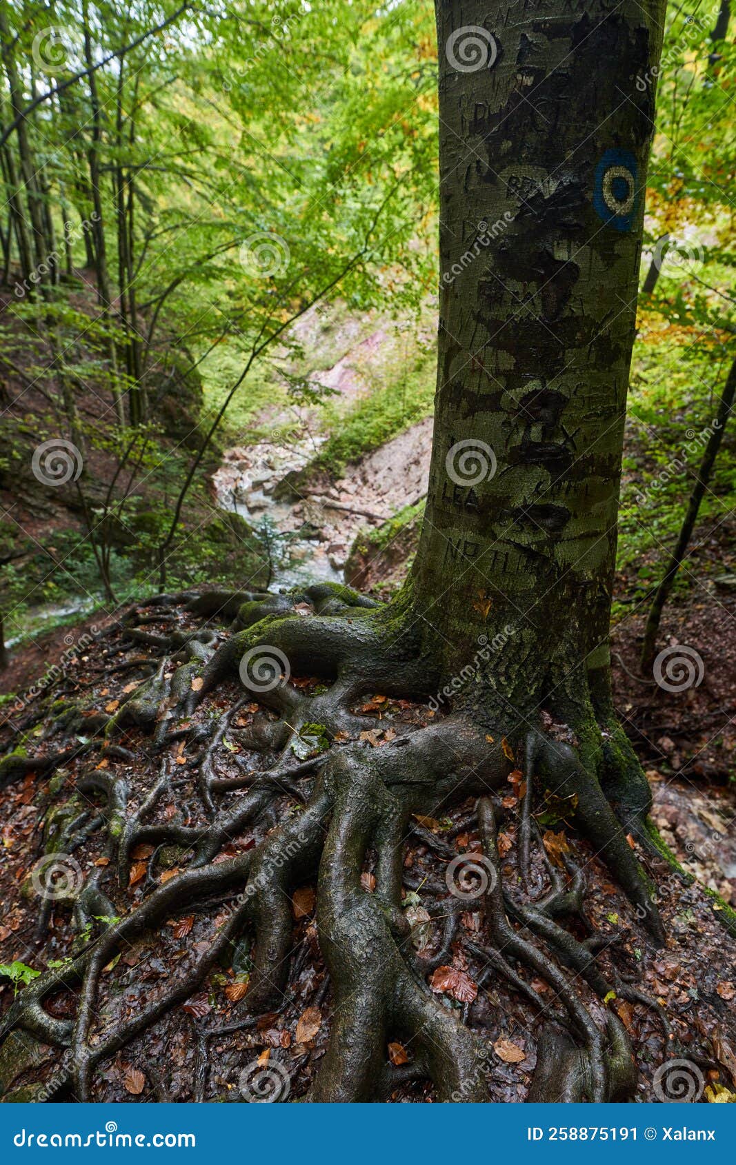 Tree roots landscape stock image. Image of roots, peaceful - 258875191