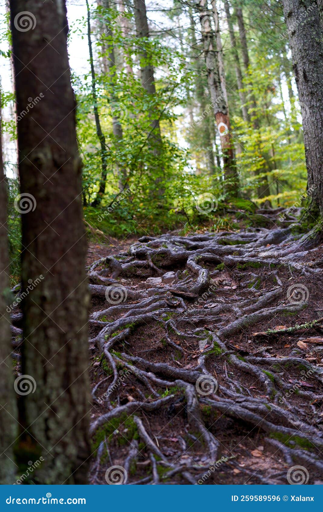 Tree roots landscape stock photo. Image of green, foliage - 259589596