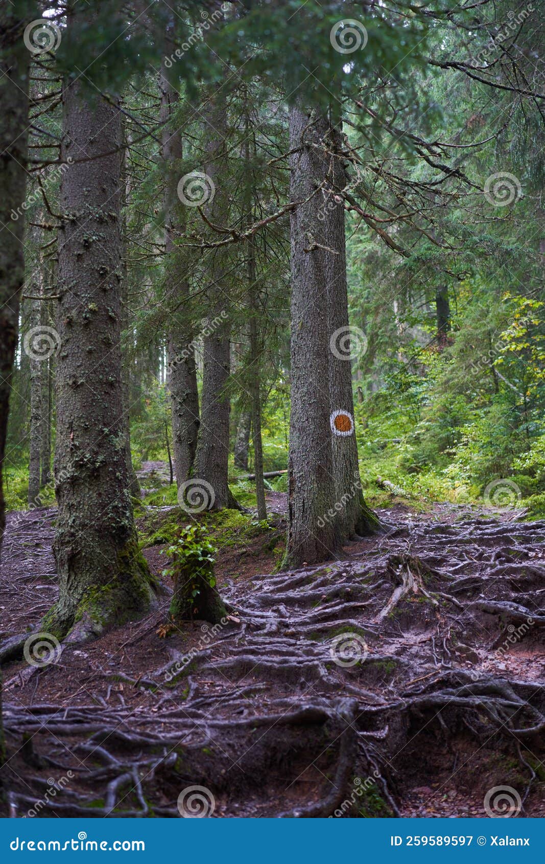Tree roots landscape stock image. Image of scenery, beautiful - 259589597