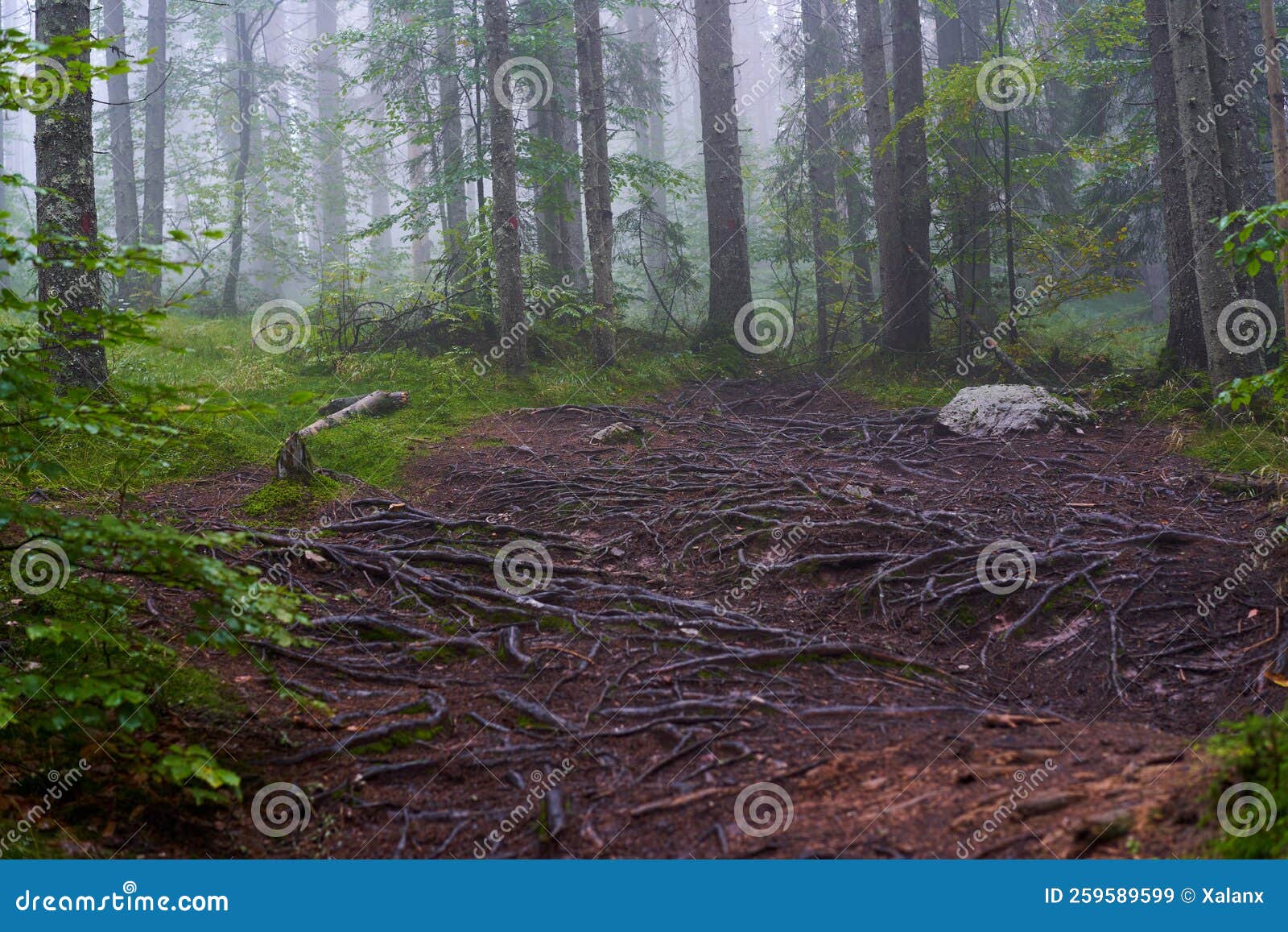 Tree roots landscape stock image. Image of landscape - 259589599