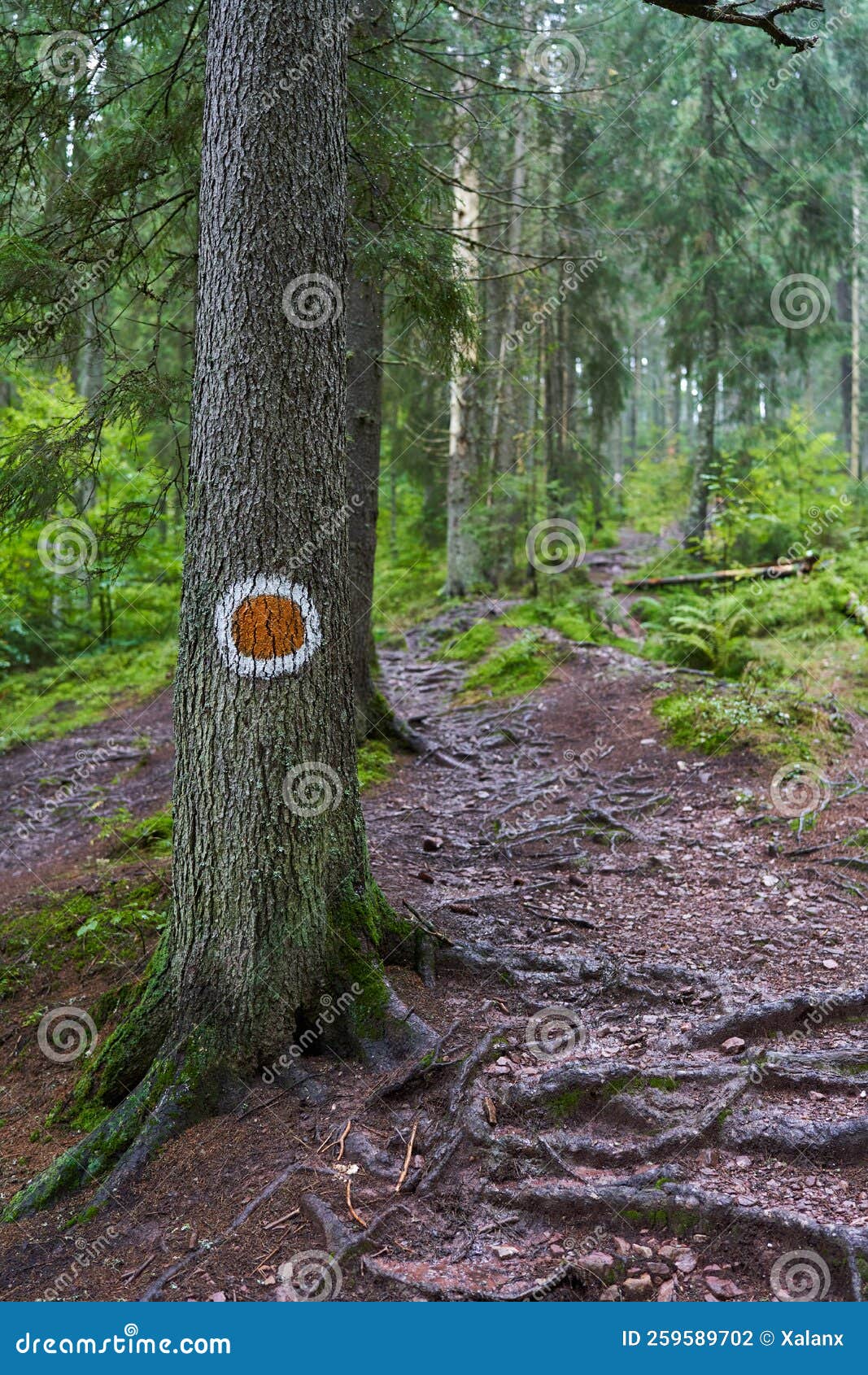 Tree roots landscape stock photo. Image of scene, beautiful - 259589702