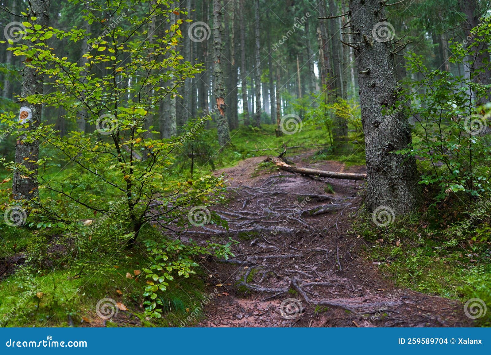 Tree roots landscape stock photo. Image of deciduous - 259589704
