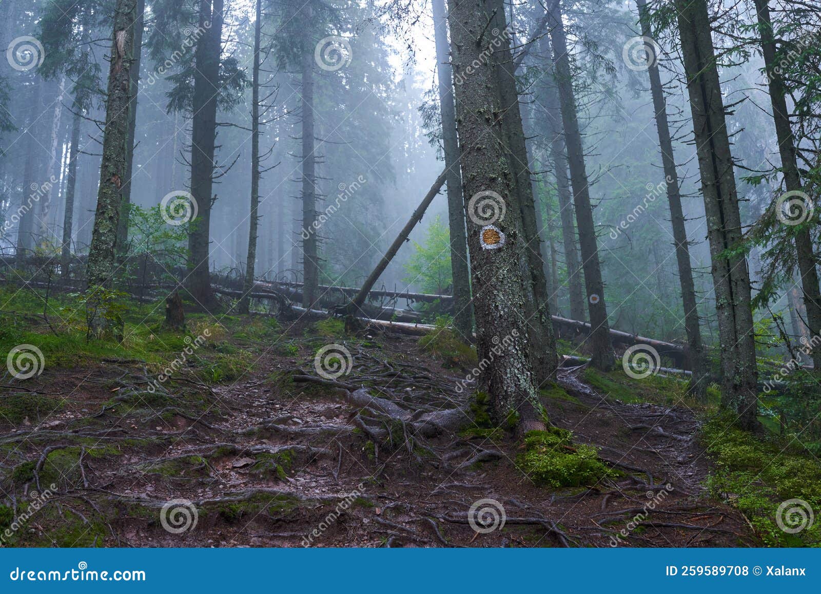 Tree roots landscape stock photo. Image of forest, pine - 259589708