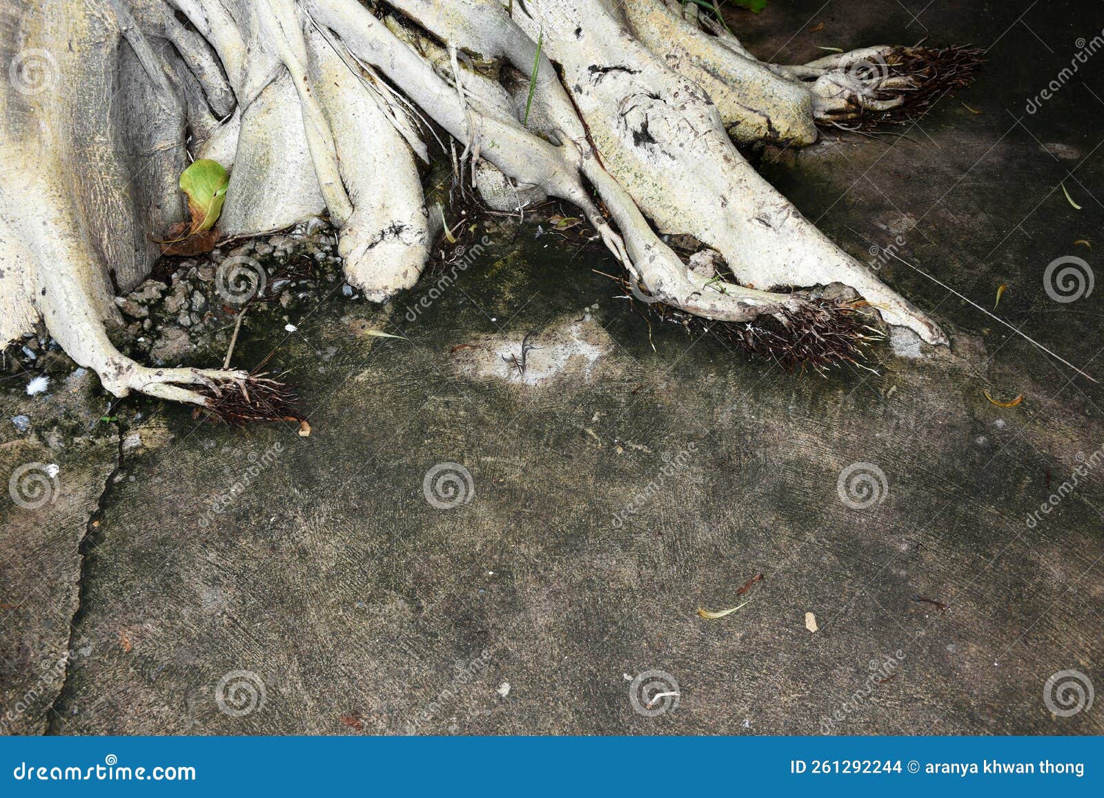 Tree Roots of Large Trees on the Concrete Floor Stock Photo - Image of ...