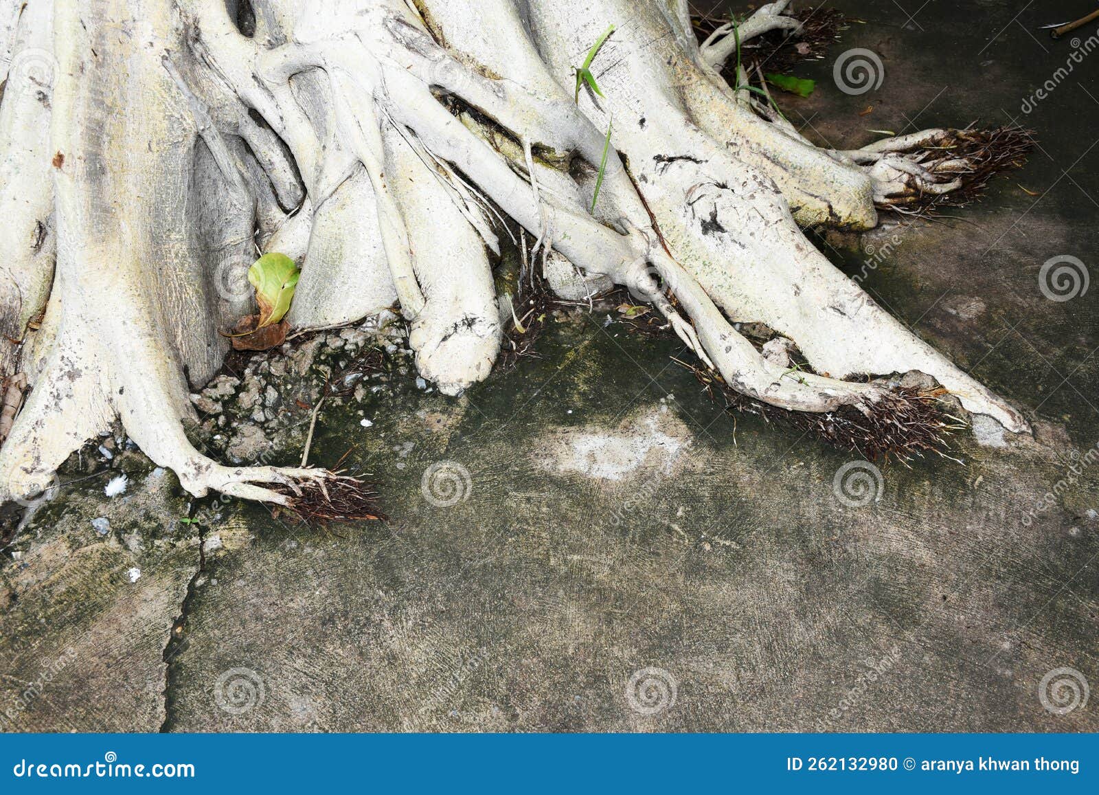 Tree Roots of Large Trees on the Concrete Floor Stock Photo - Image of ...