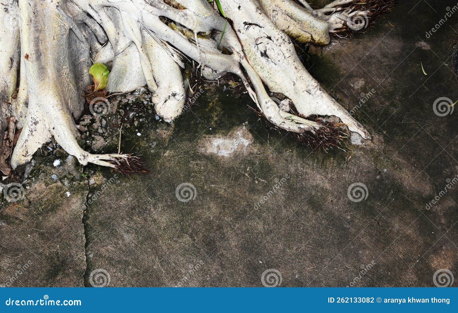 Tree Roots of Large Trees on the Concrete Floor Stock Photo - Image of ...