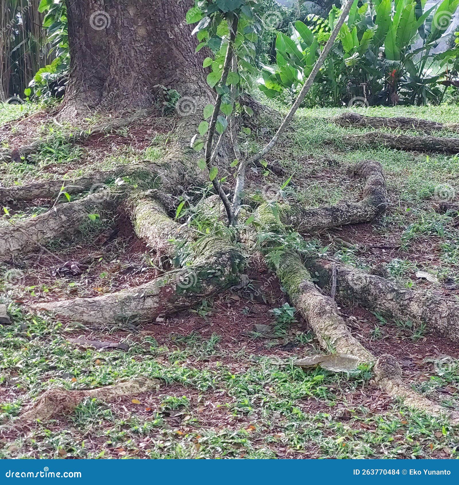 Tree Roots that are Large and Visible on the Ground Stock Photo - Image ...
